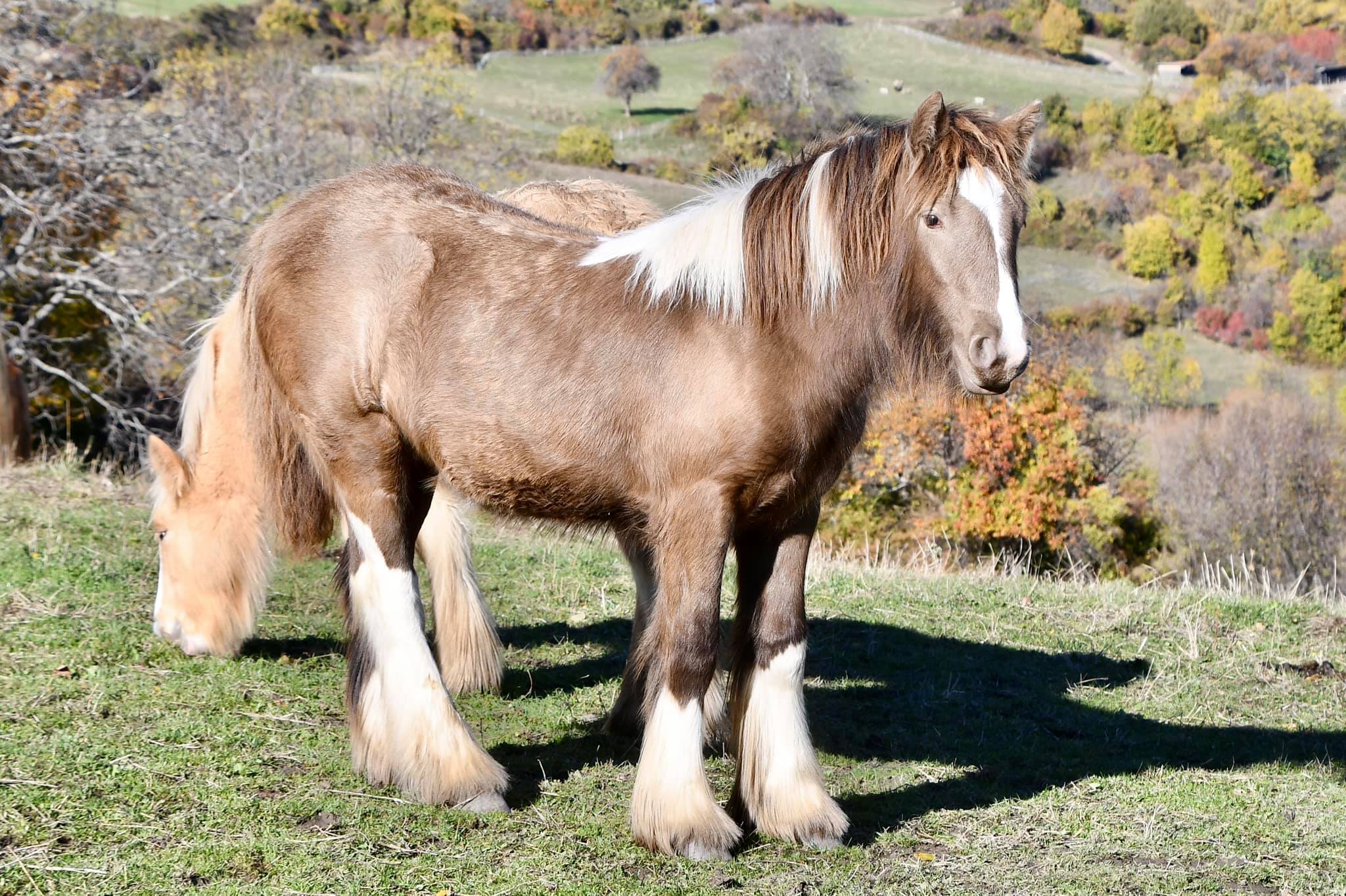 Les Irish Cob du Couar (04) - Natural Green Horse